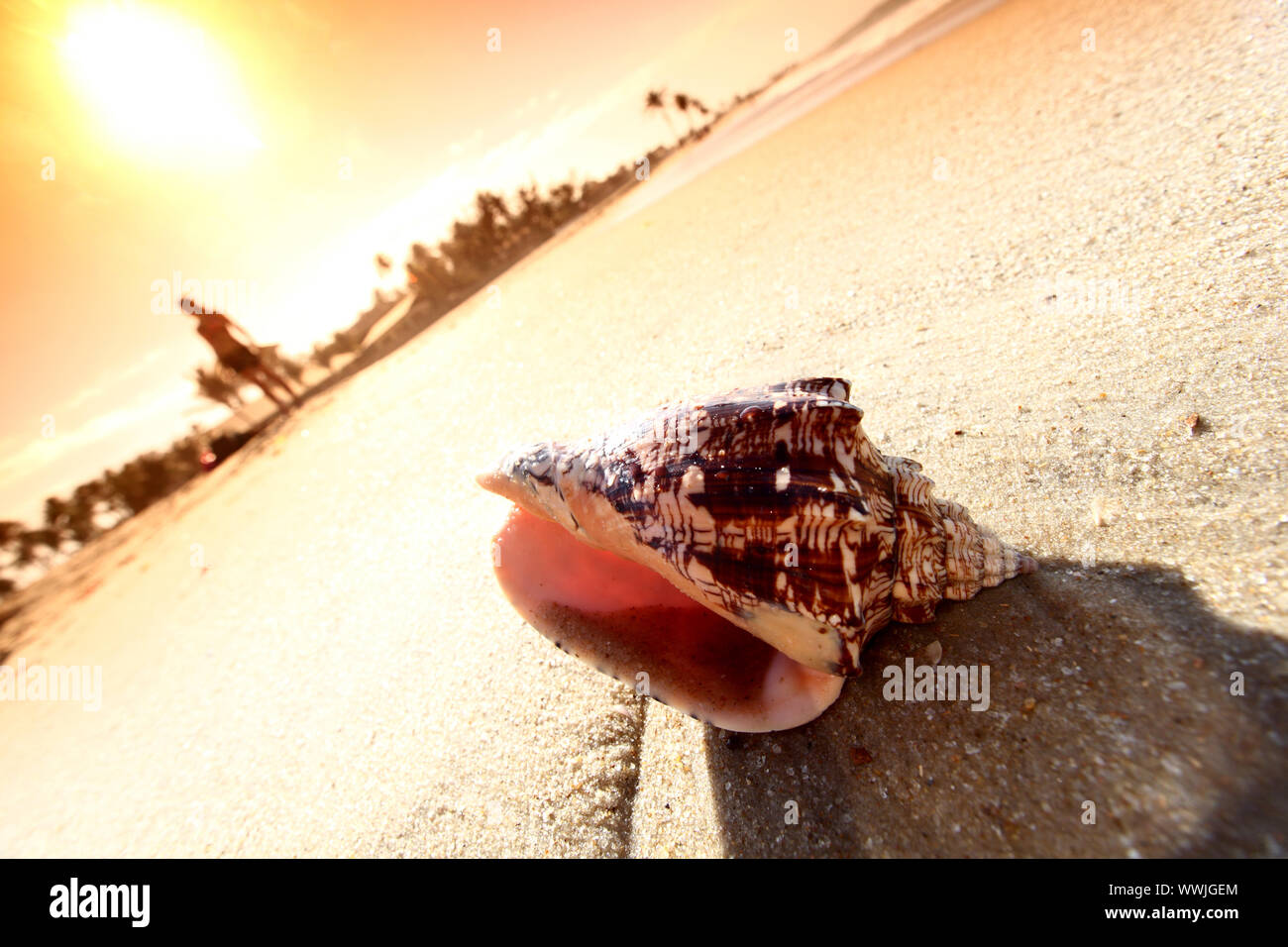 shell on sand under sunset sky Stock Photo - Alamy