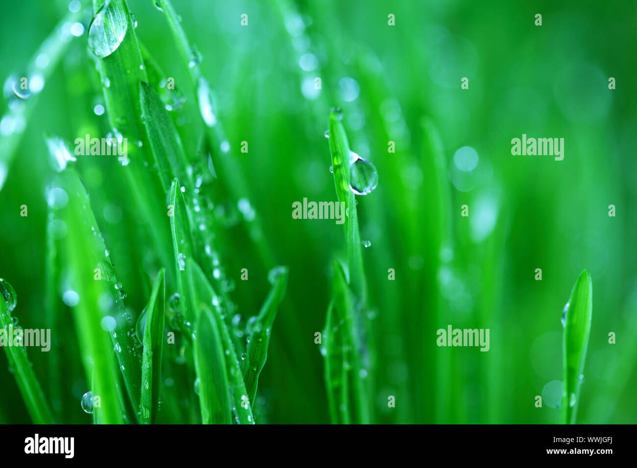 water drops on grass blade nature background Stock Photo - Alamy