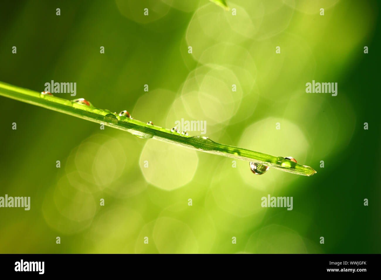 water drops on grass blade nature background Stock Photo - Alamy