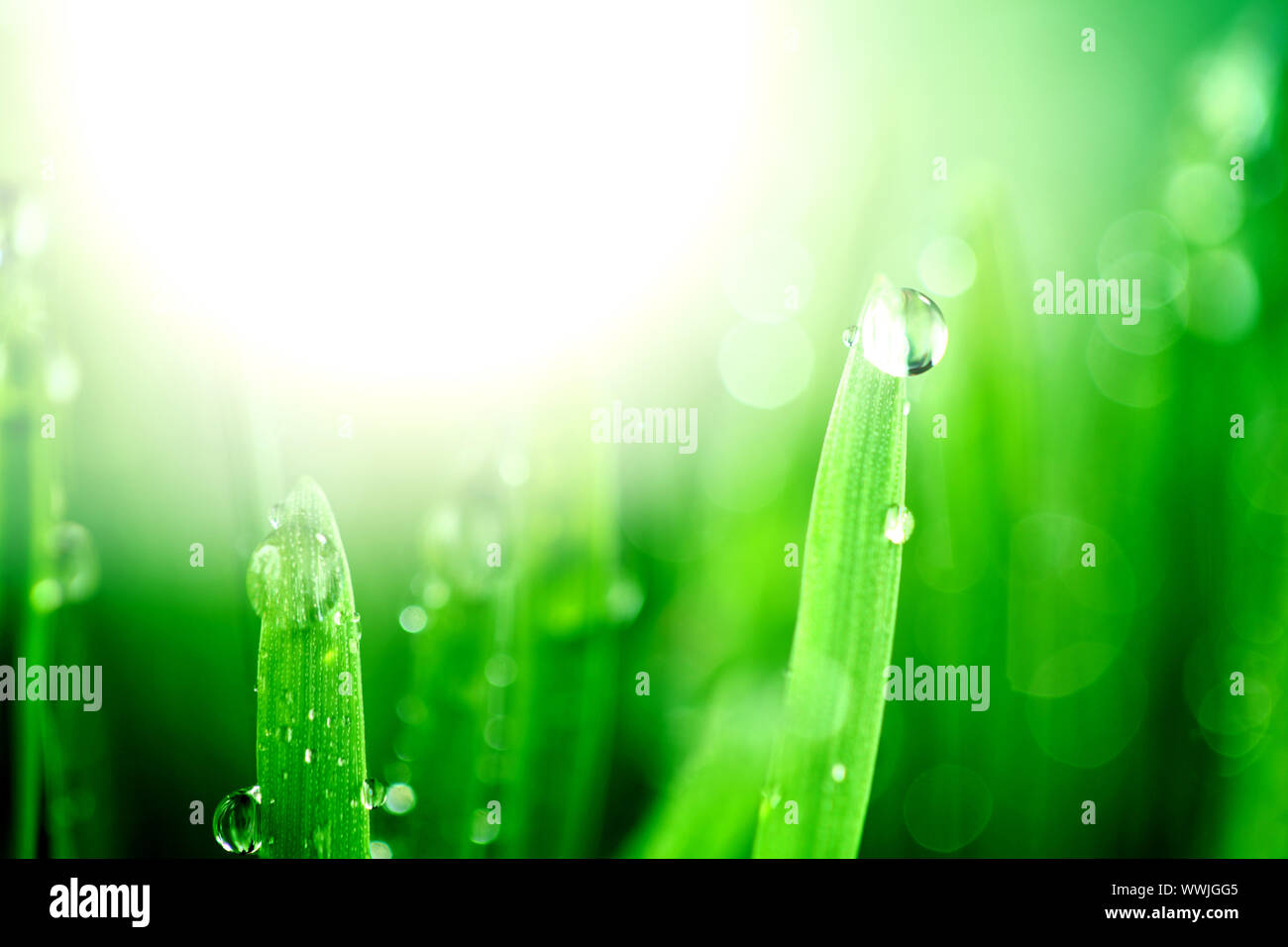 water drop shine in sun light Stock Photo - Alamy