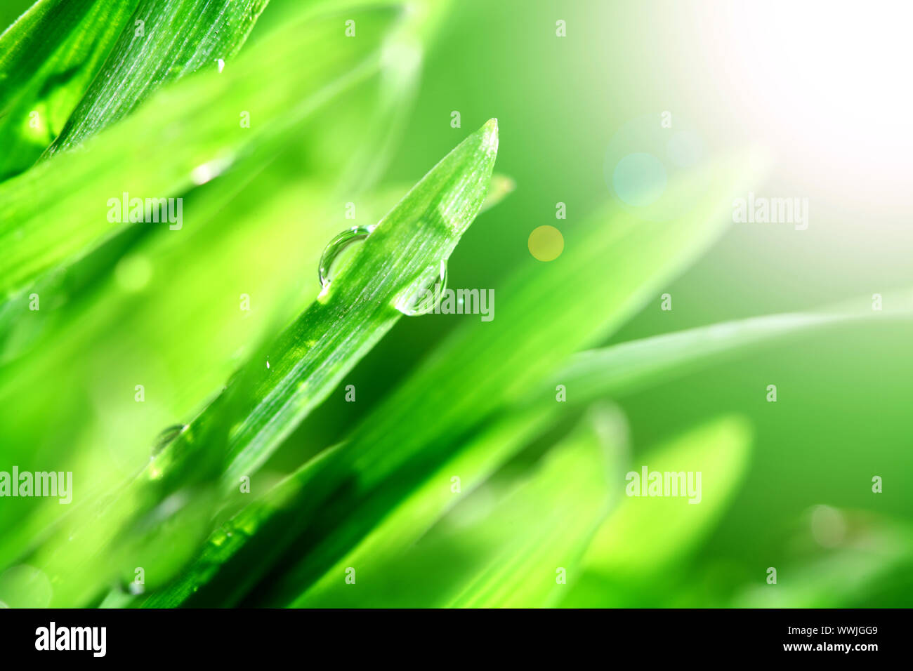 water drop shine in sun light Stock Photo - Alamy