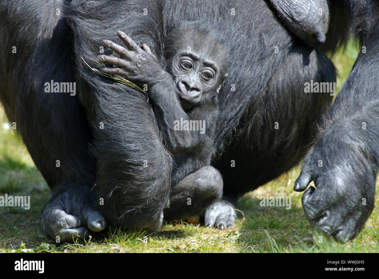 Lowland animals hi-res stock photography and images - Alamy