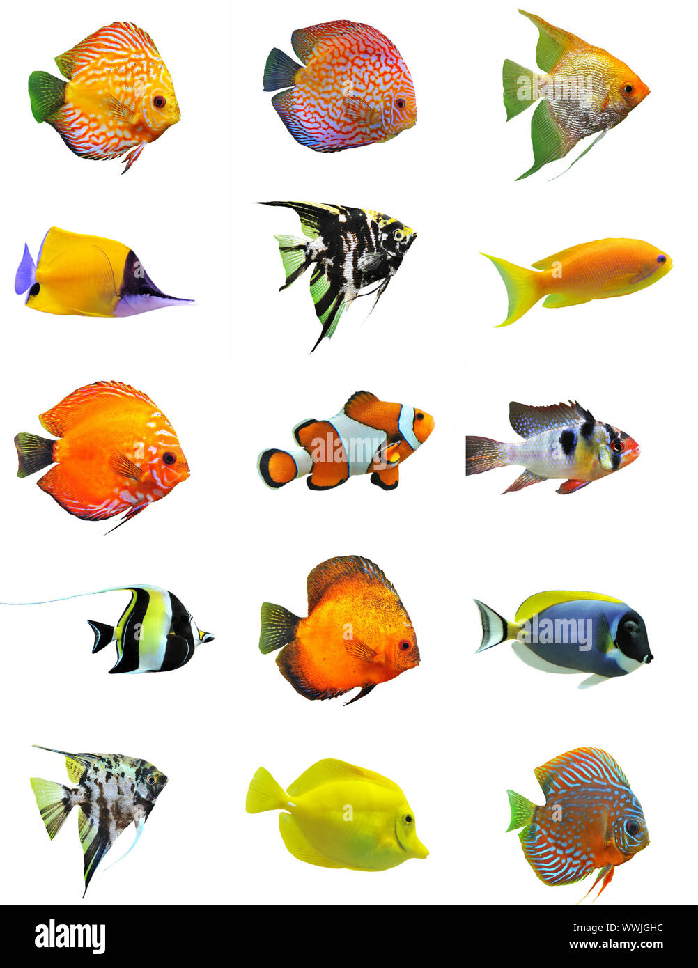 group of fishes on a white background Stock Photo - Alamy