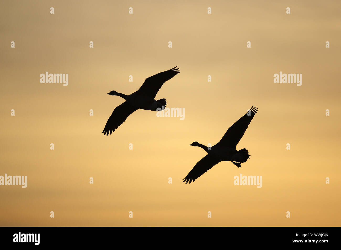Canada goose (Branta canadensis) Au at the Rhine near Karlsruhe flying ...