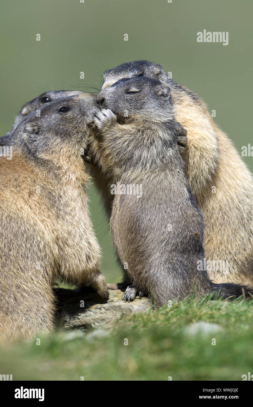 Marmotte hi-res stock photography and images - Alamy