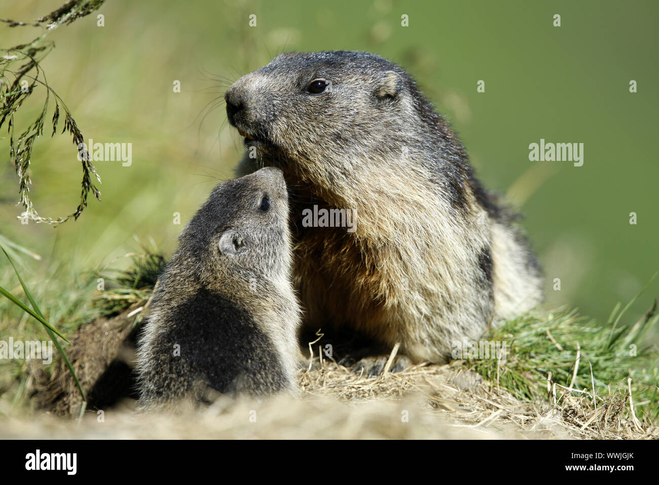 Marmotte alpine hi-res stock photography and images - Alamy
