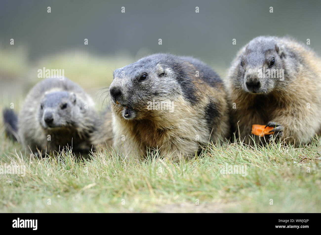Marmotte hi-res stock photography and images - Alamy