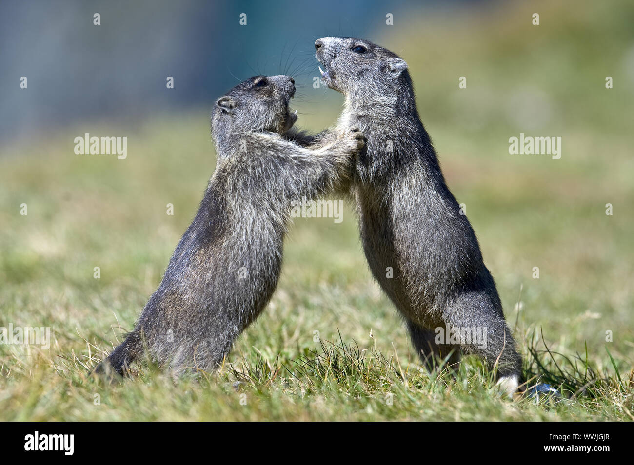Marmotte alpine hi-res stock photography and images - Alamy