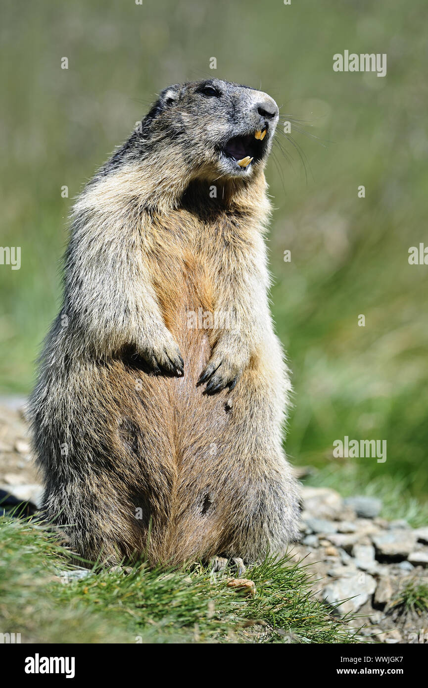 Wildlife of the high mountains of europe hi-res stock photography and ...