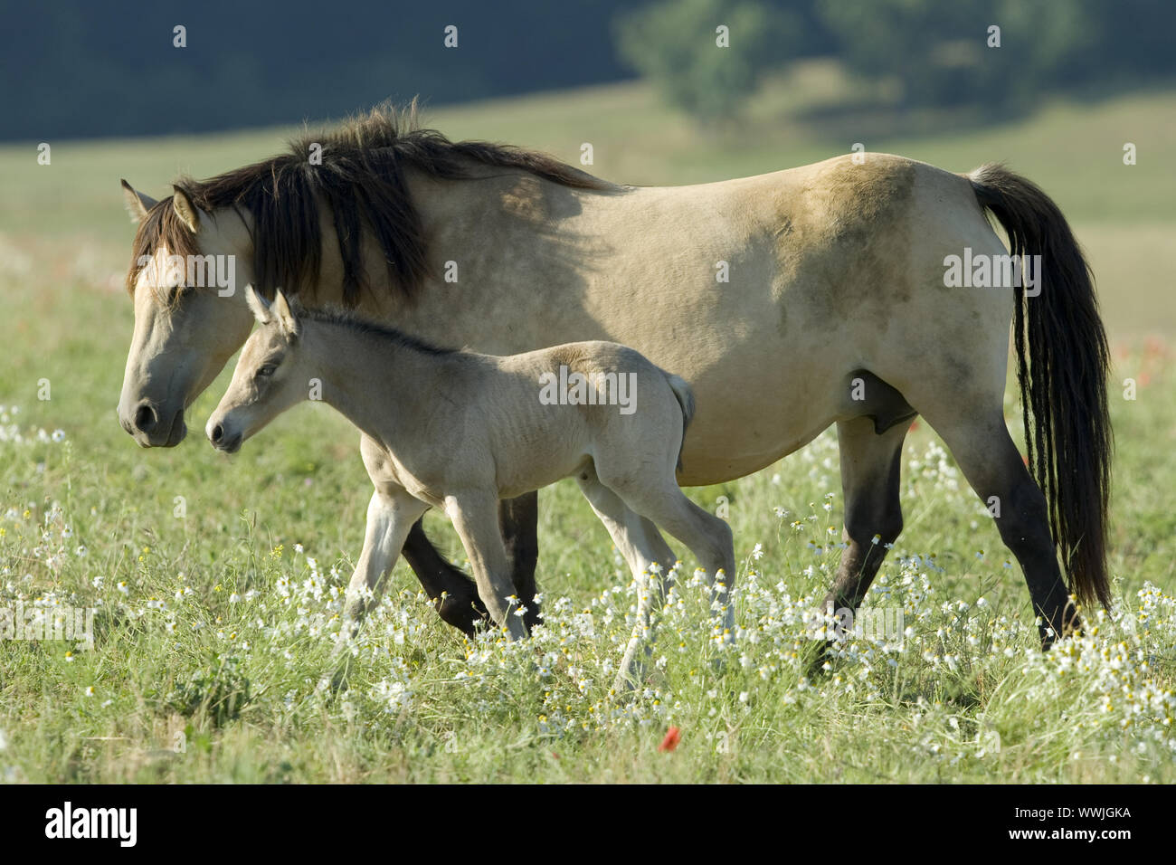 Cheval horse hi-res stock photography and images - Alamy