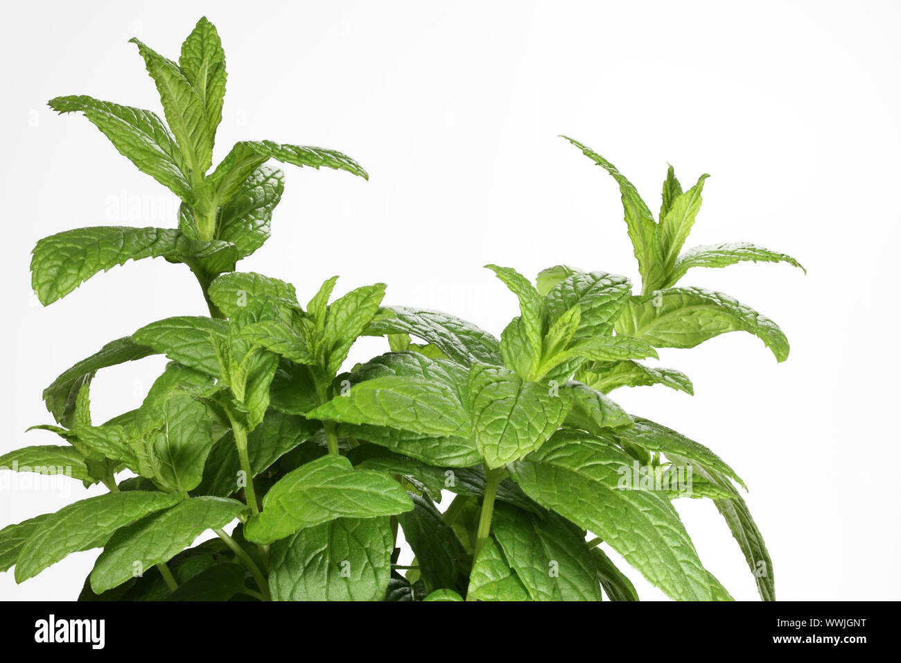 Mint gree hi-res stock photography and images - Alamy