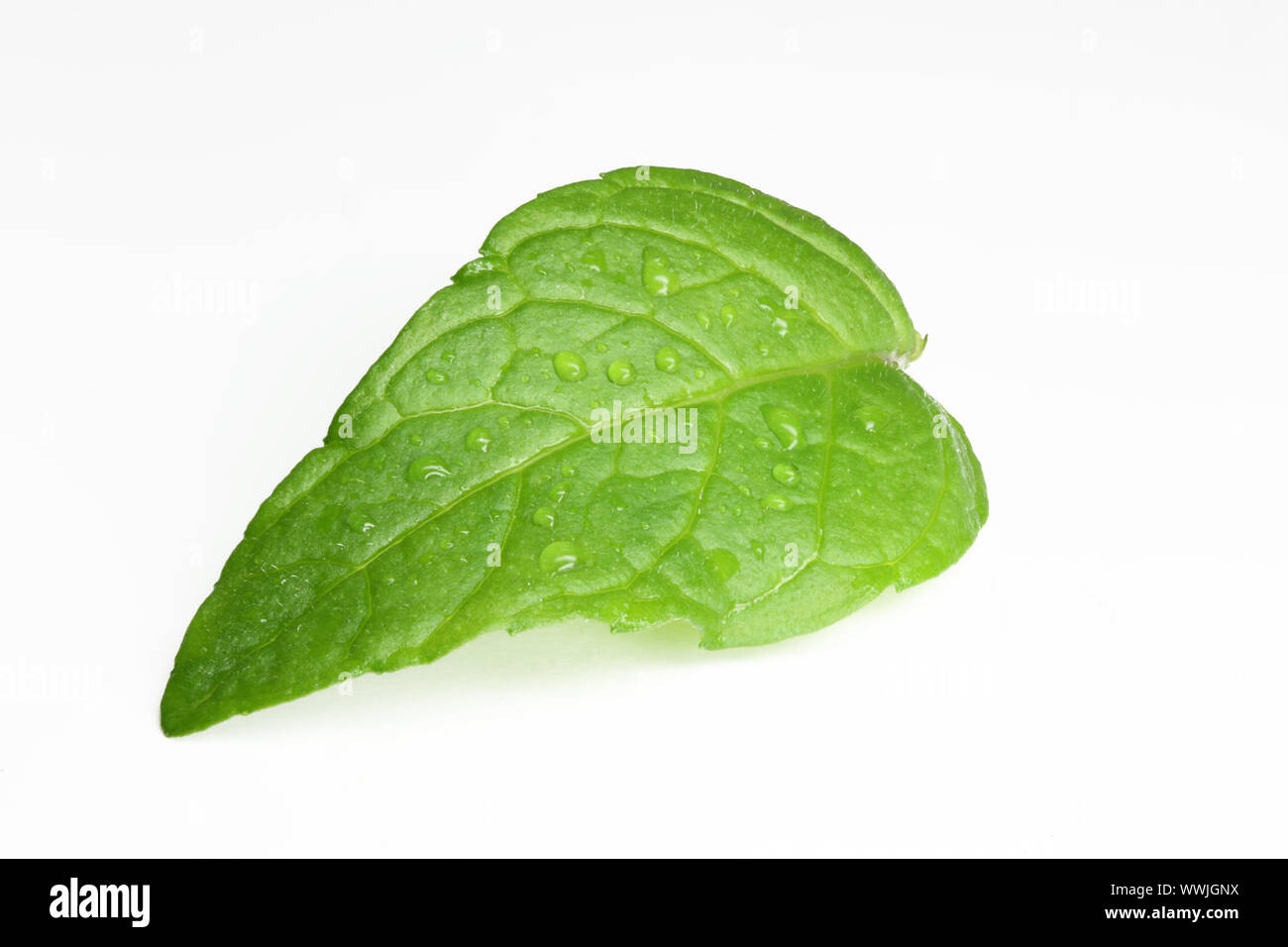 Mint - single leaf Stock Photo - Alamy