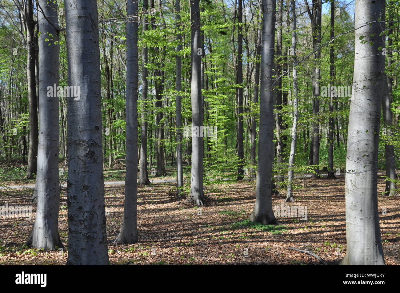 Beech forest in spring Stock Photo - Alamy