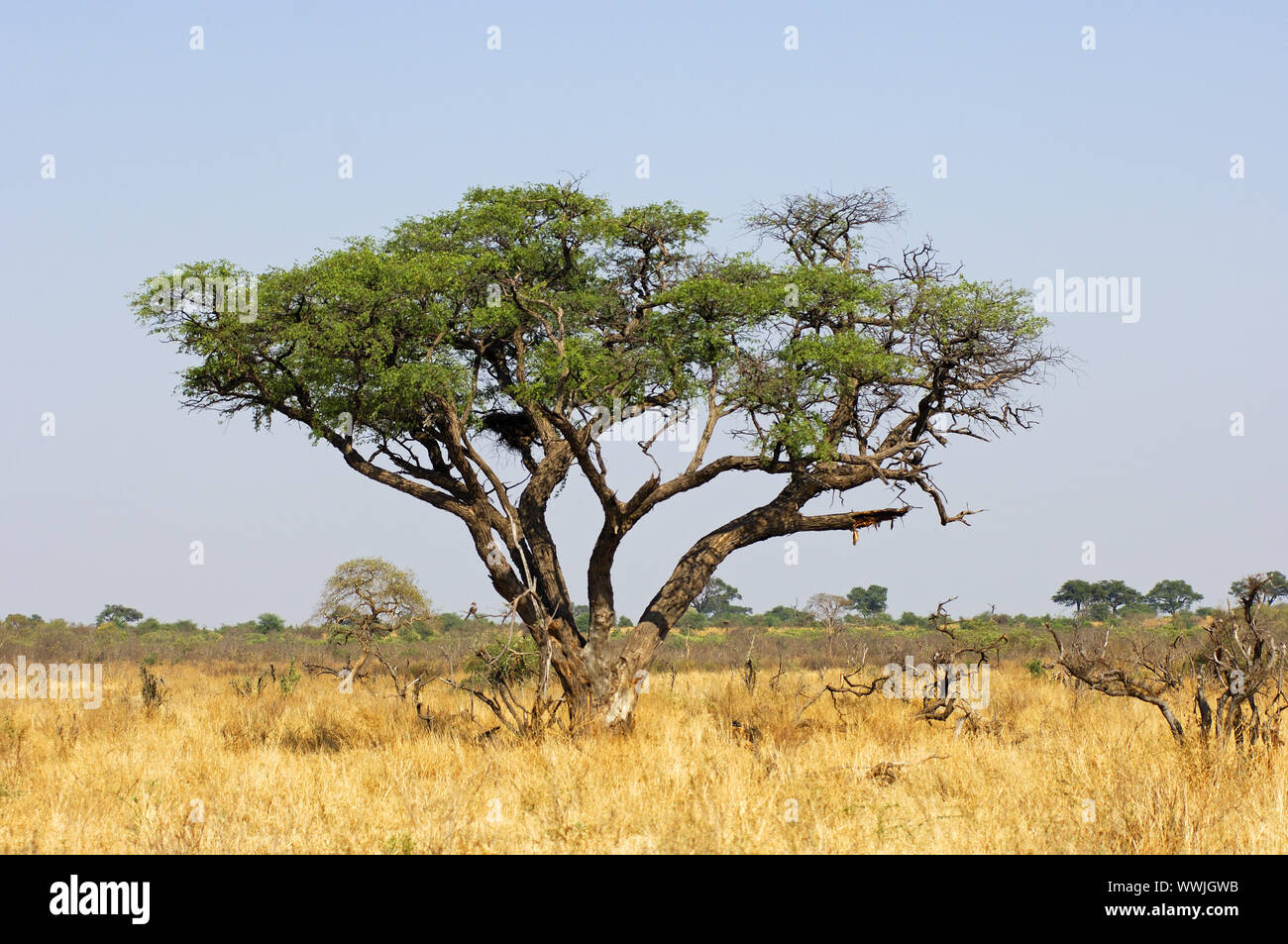 Acacia tortilis hi-res stock photography and images - Alamy