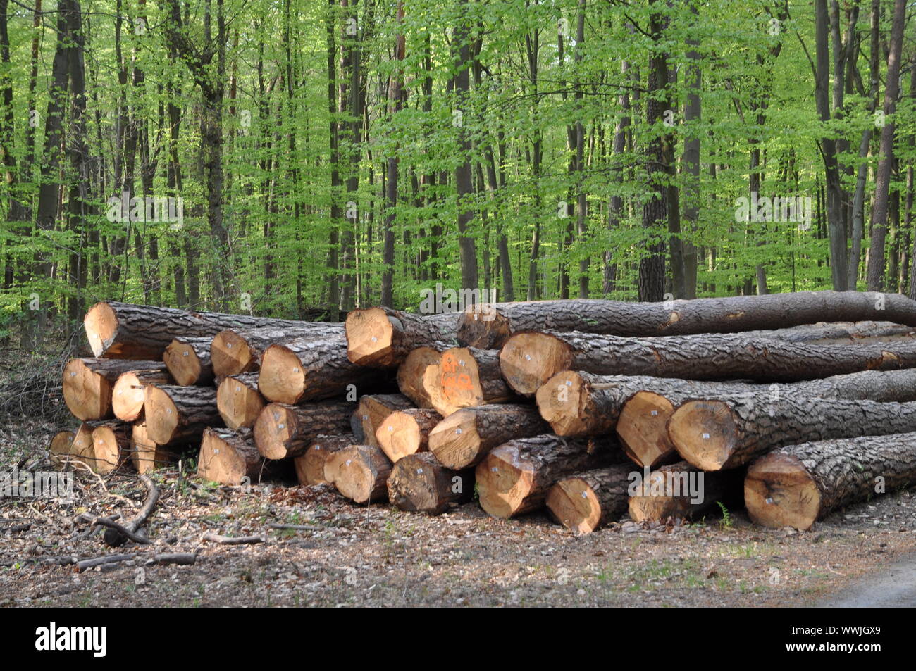 Tree trunks in the forest Stock Photo - Alamy