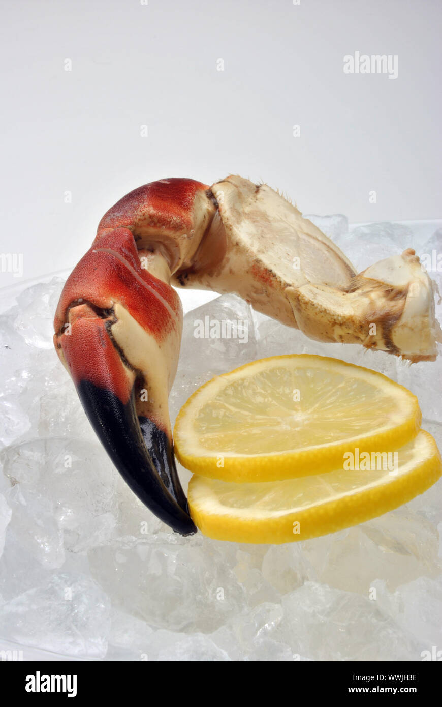 fresh organic crab claws on ice with lemon Stock Photo - Alamy