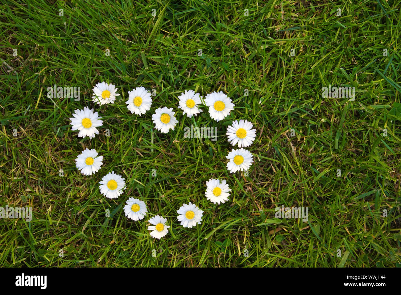Lawn with heart of daisies Stock Photo - Alamy