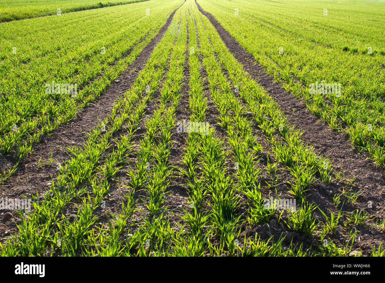 Farmland in Bavaria Stock Photo - Alamy