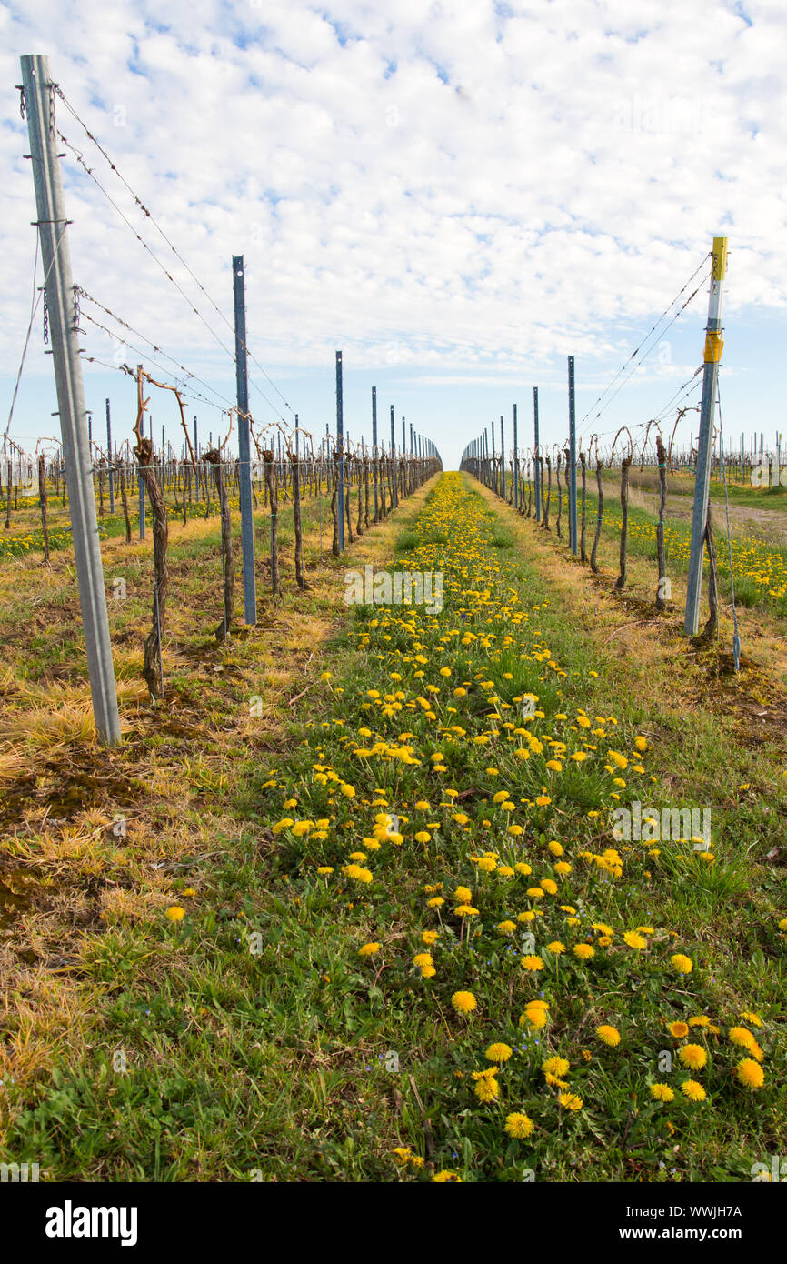 Vineyard in spring Stock Photo - Alamy