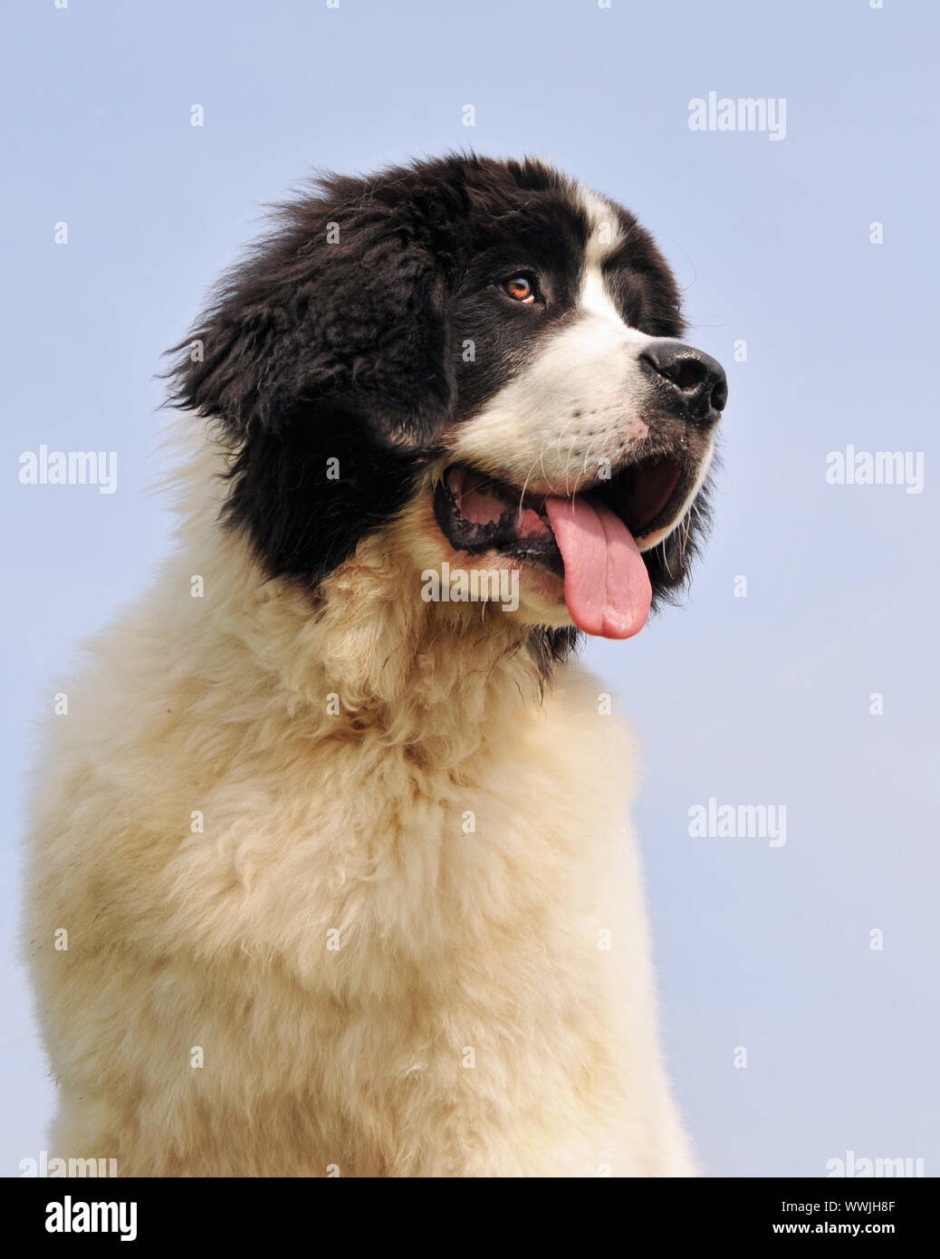 portrait of a purebred newfoundland dog landseer in a blue sky Stock ...