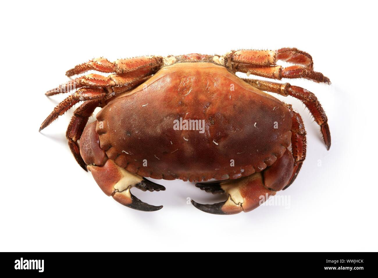 Cancer pagurus big crab isolated on white background Stock Photo - Alamy