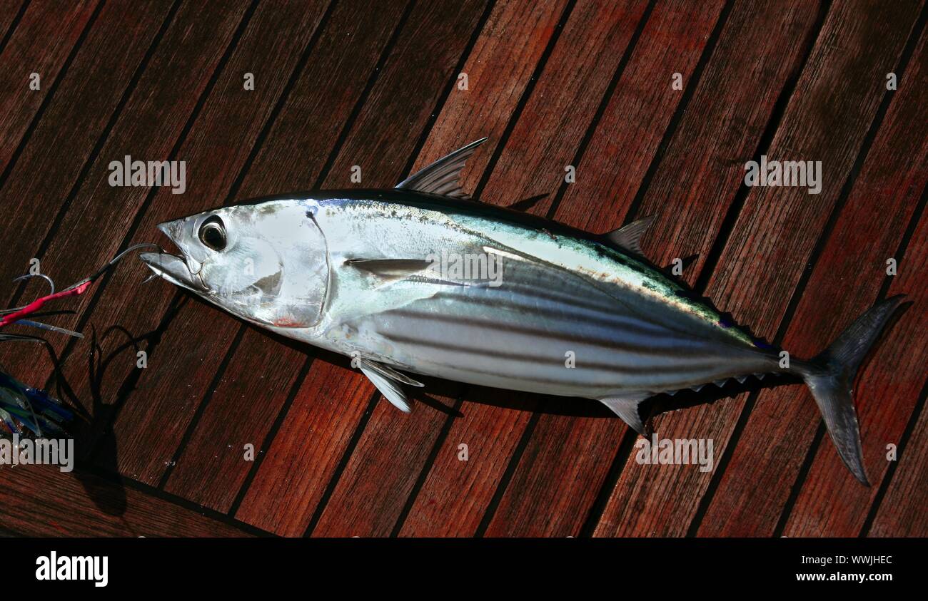 Catch skipjack tuna fish portrait detail Atlantic seafood Stock Photo ...