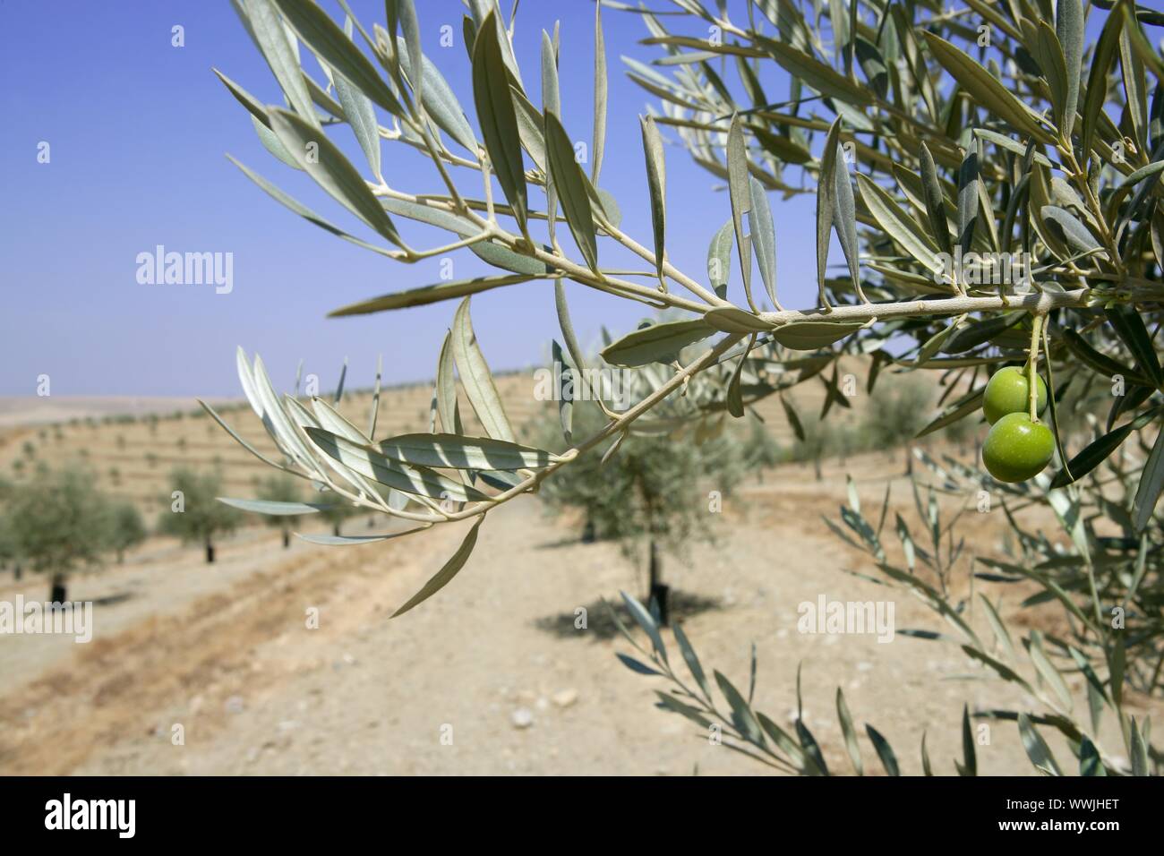 Beautiful green olive field macro detail over blue sky Stock Photo - Alamy