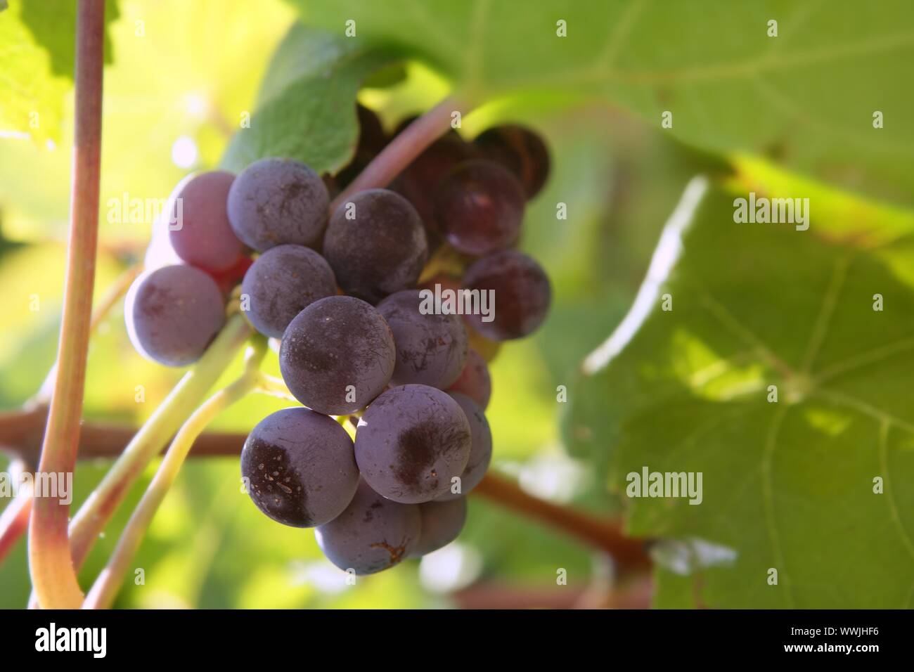 Agriculture wine red grapefruit field in Spain Stock Photo - Alamy