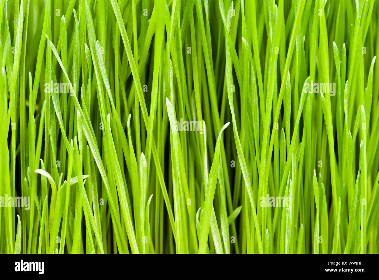 green grass background Stock Photo - Alamy