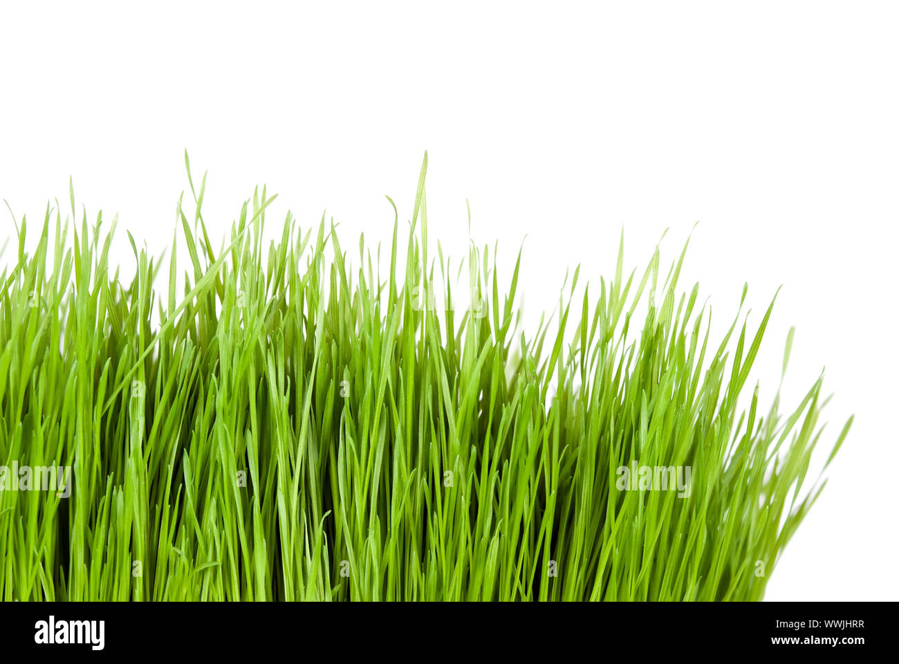 Green grass Lateral text space Stock Photo - Alamy