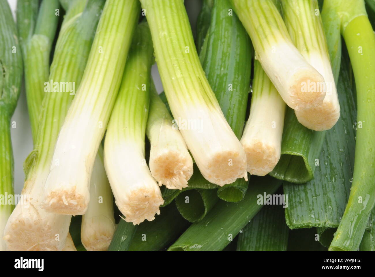 organic spring onion on a white background Stock Photo - Alamy