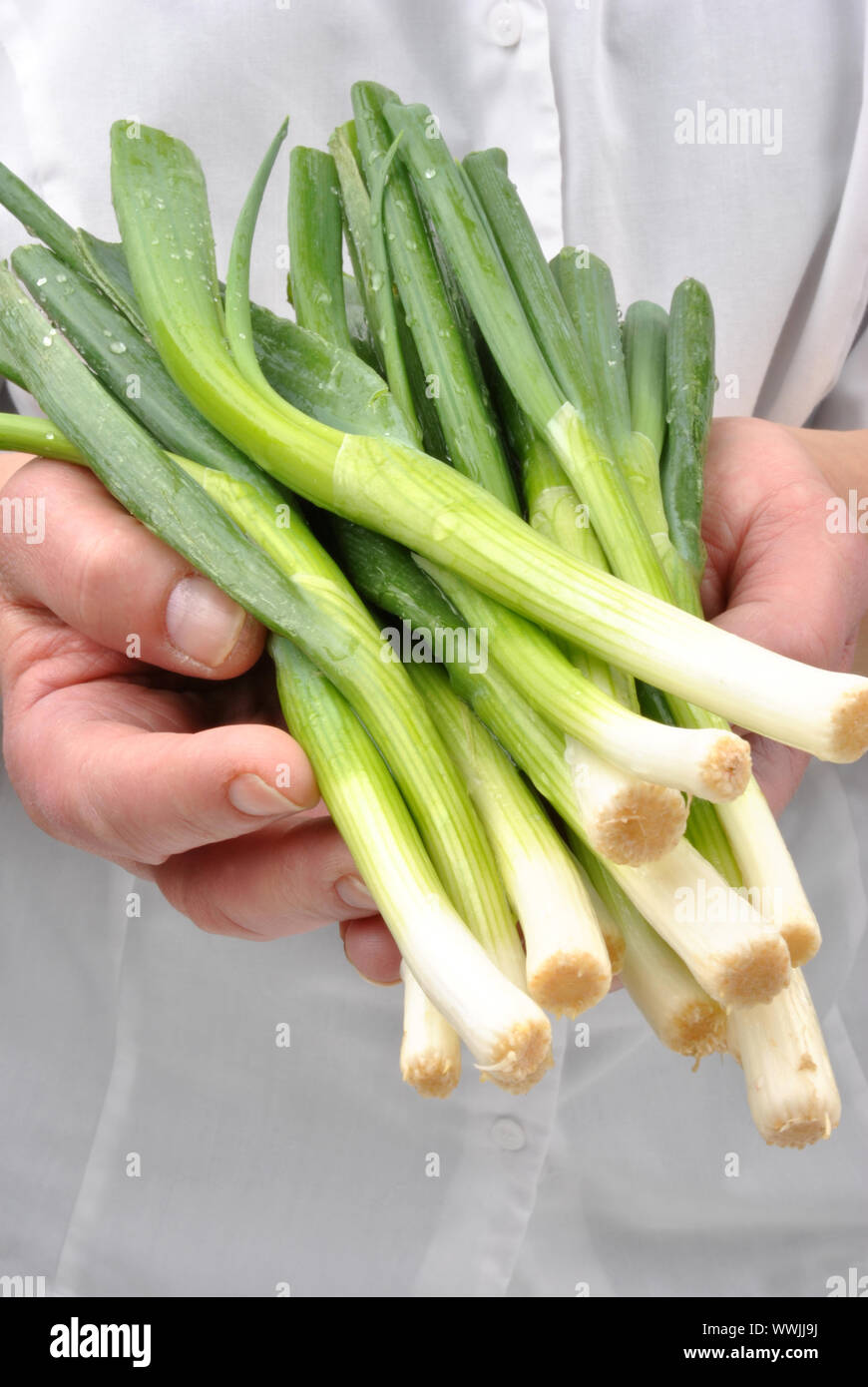 prepare and hold some organic spring onion Stock Photo - Alamy