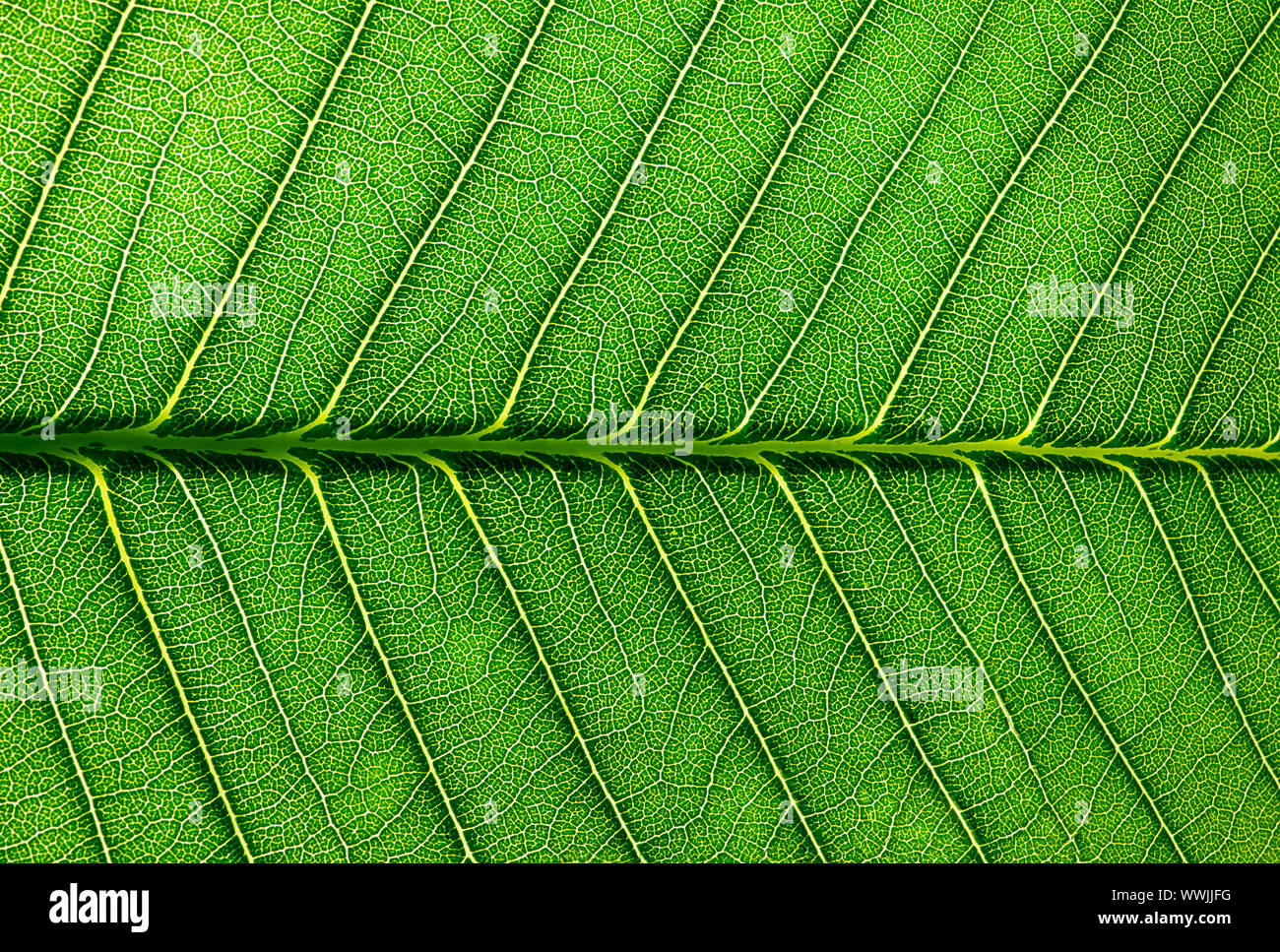 Abstract green leaf texture background Stock Photo - Alamy