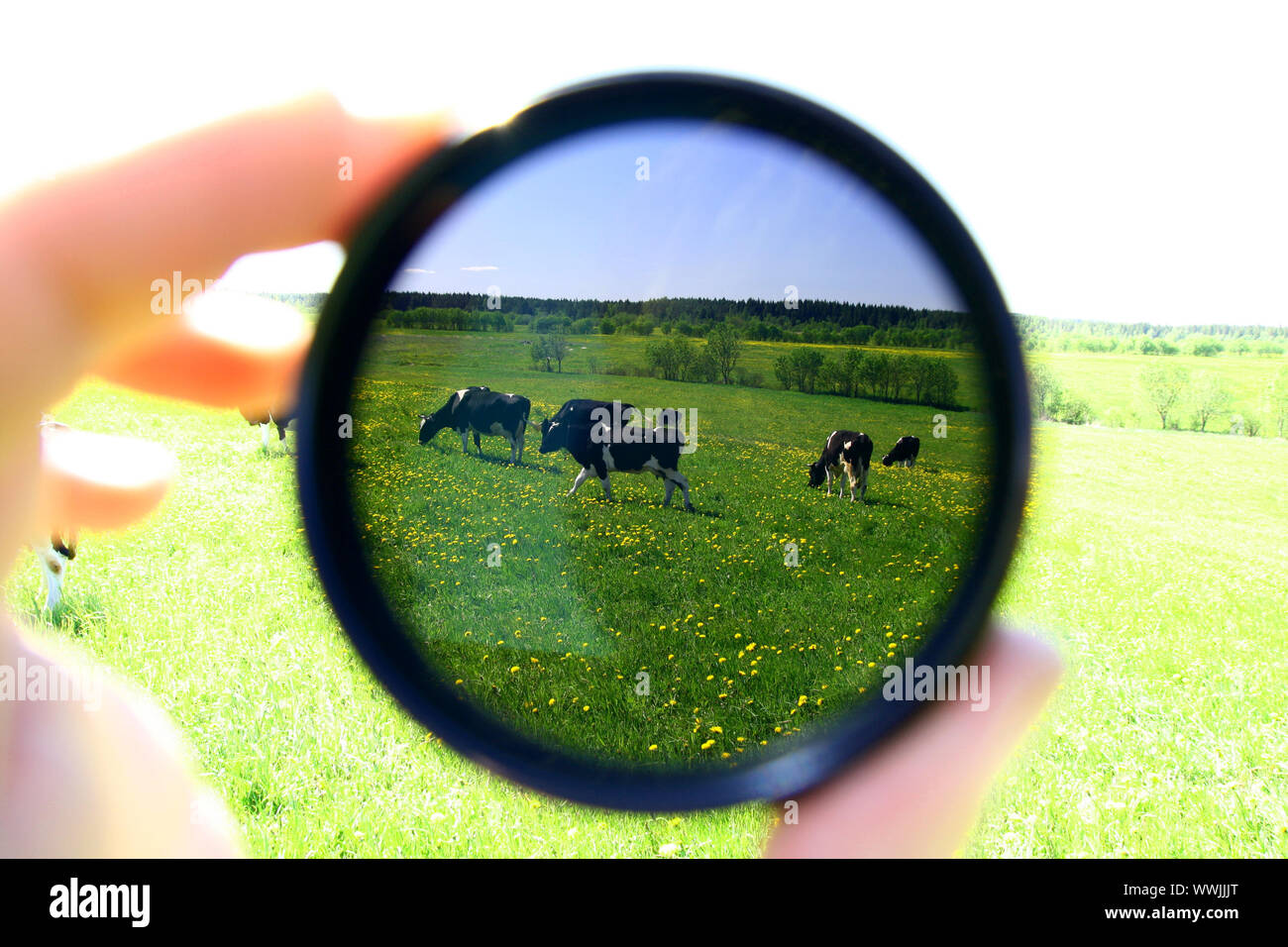 Guernsey filter hi-res stock photography and images - Alamy