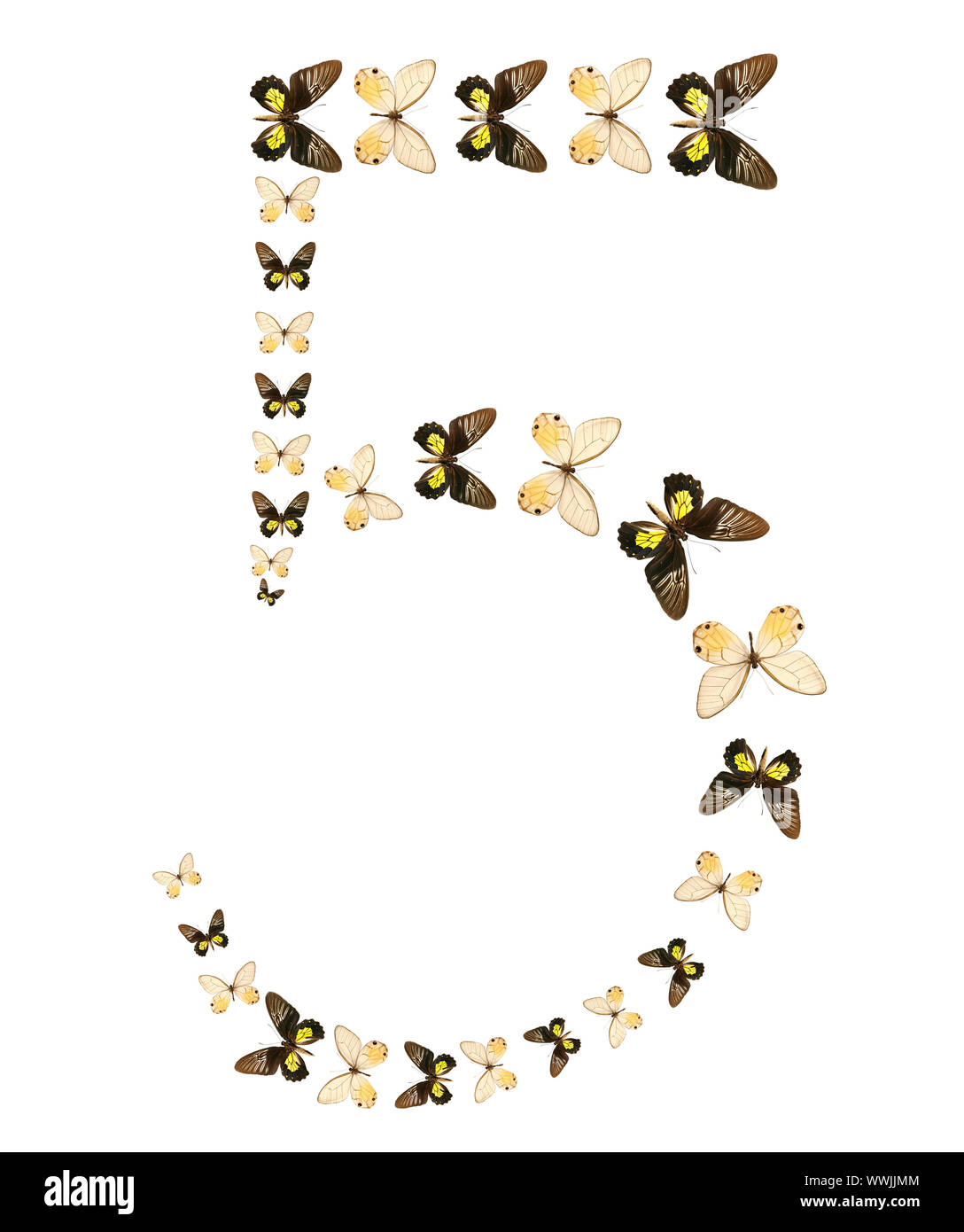 Five number butterfly show isolated Stock Photo - Alamy