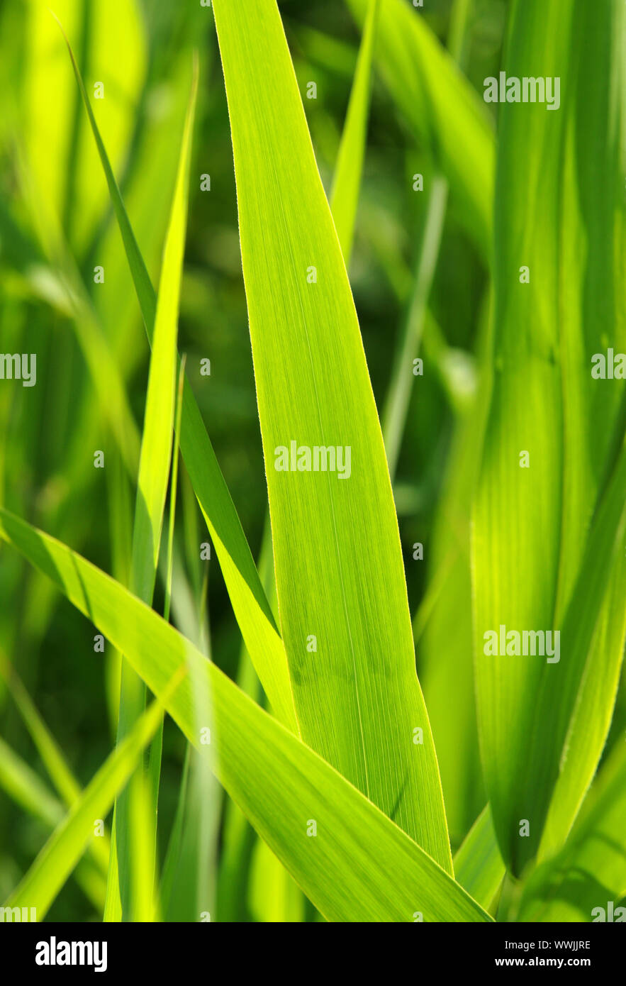 Green grasses close-up Stock Photo - Alamy