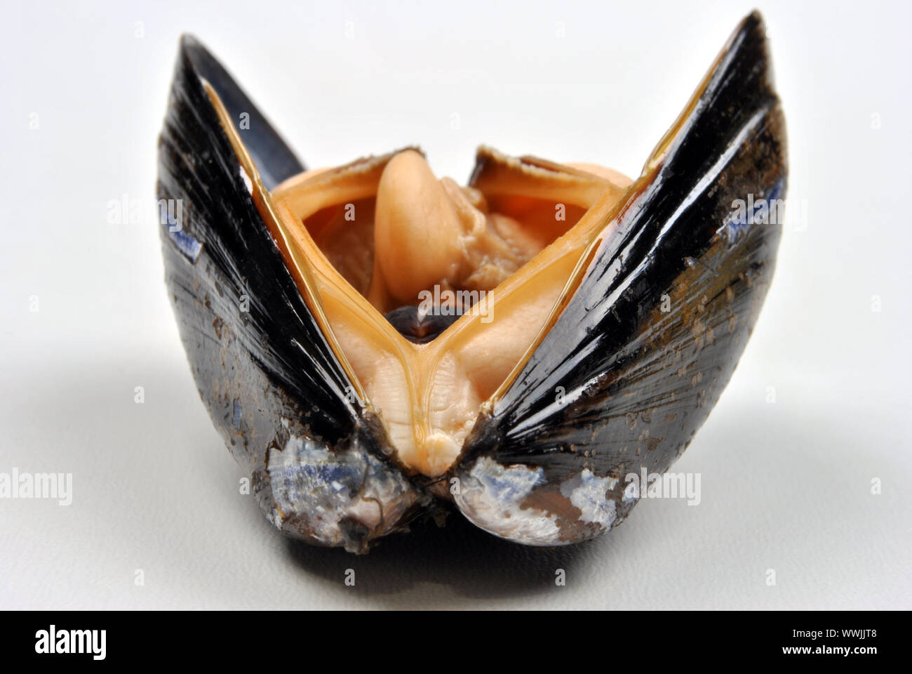 cooked and opened organic mussel ready to eat Stock Photo - Alamy