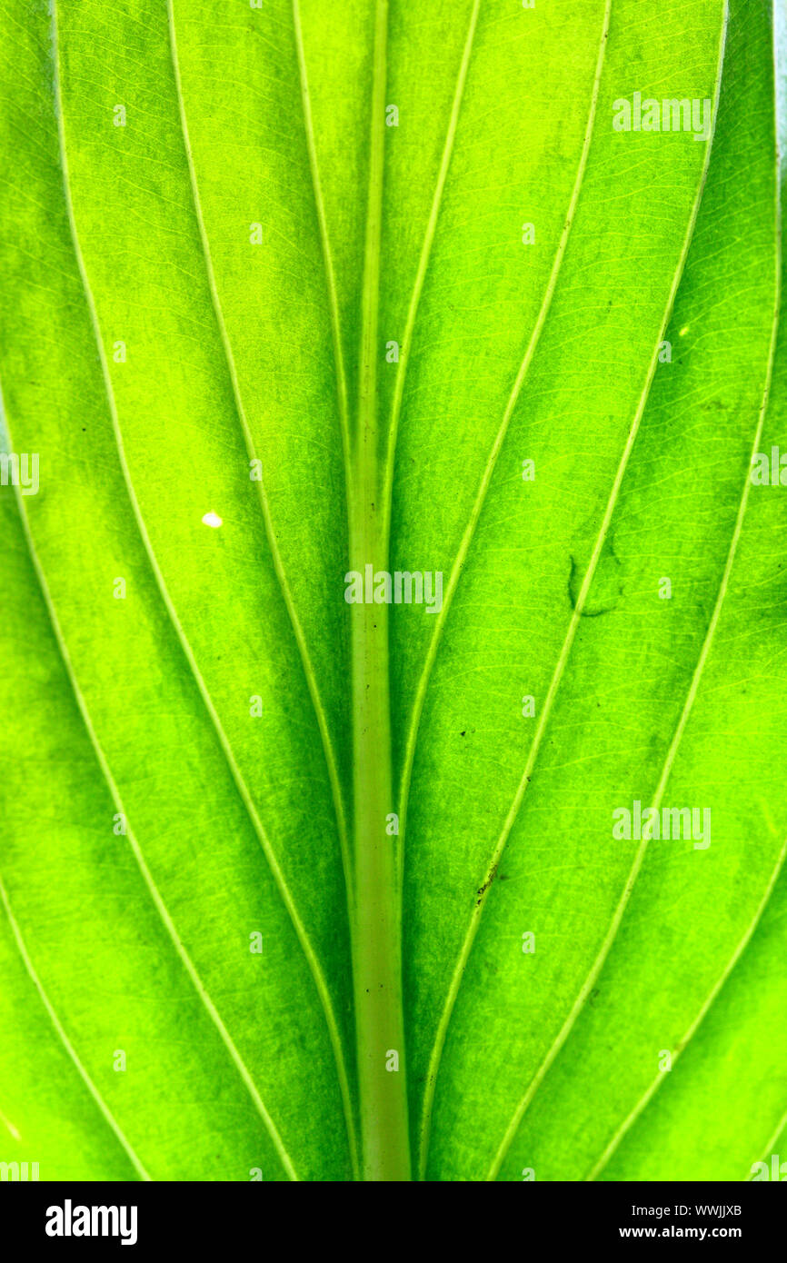 summer green leaf macro close up Stock Photo - Alamy