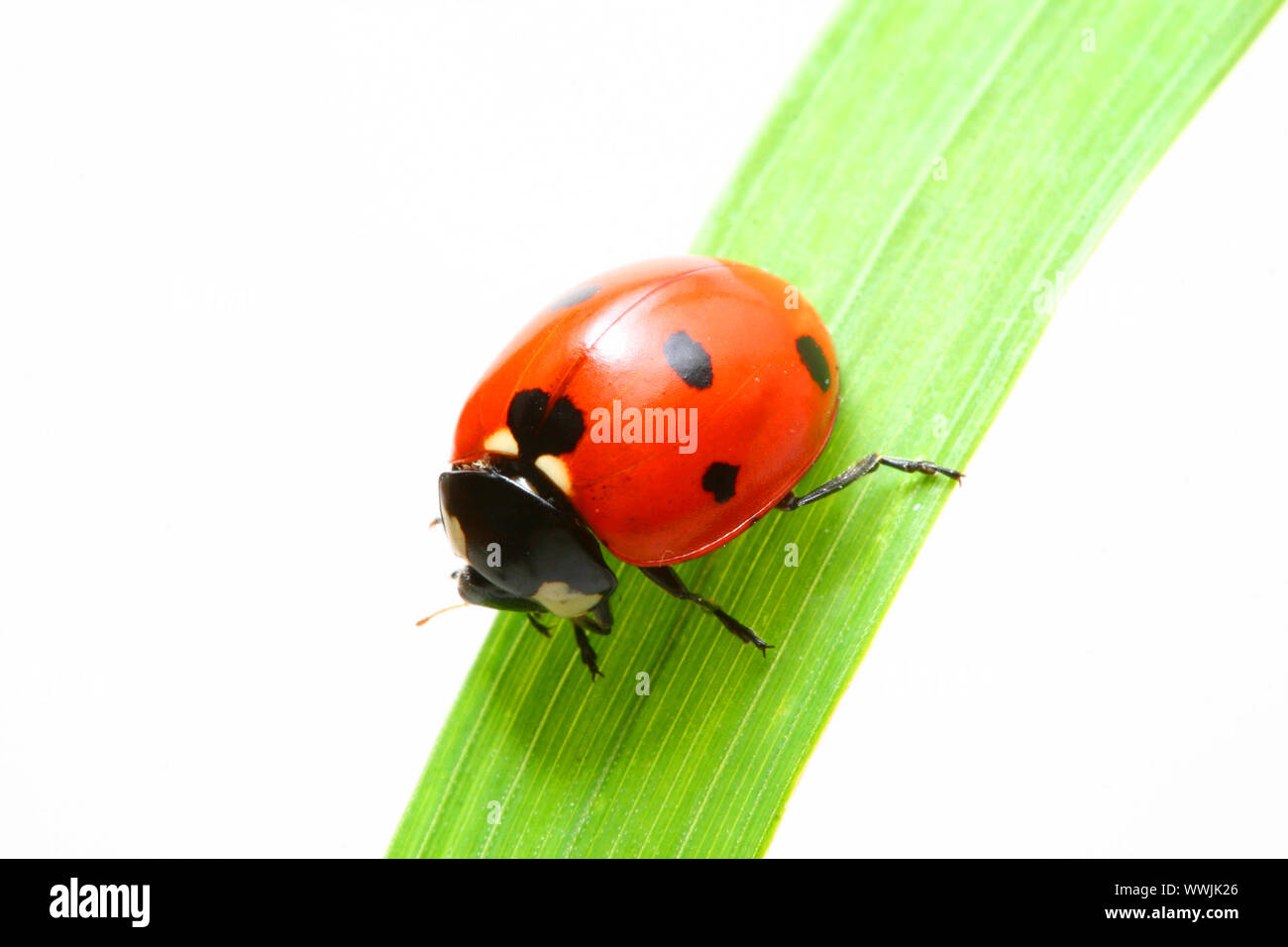 red ladybug on green grass isolated Stock Photo - Alamy