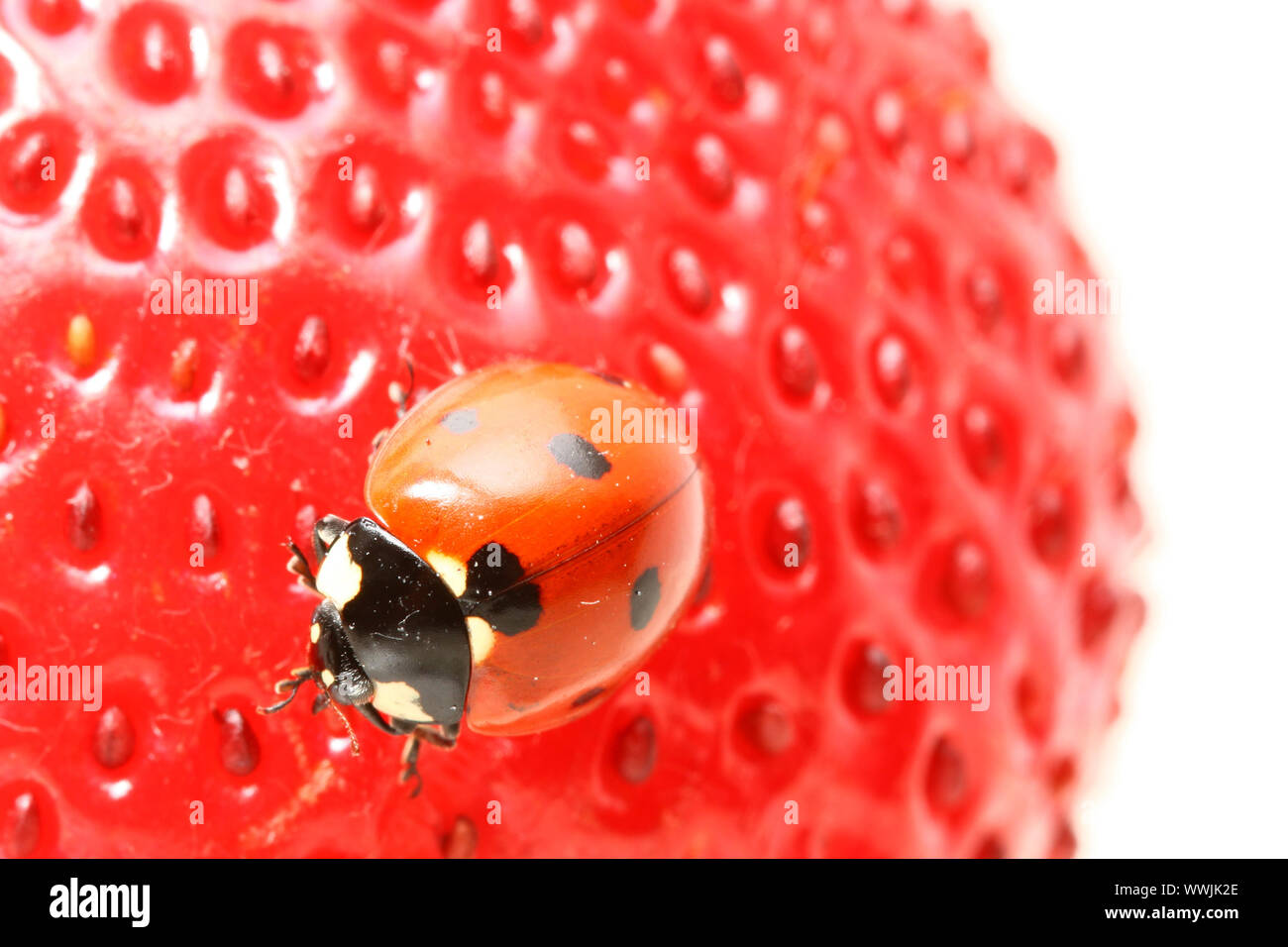 strawberry ladybug gourmet macro close up Stock Photo - Alamy