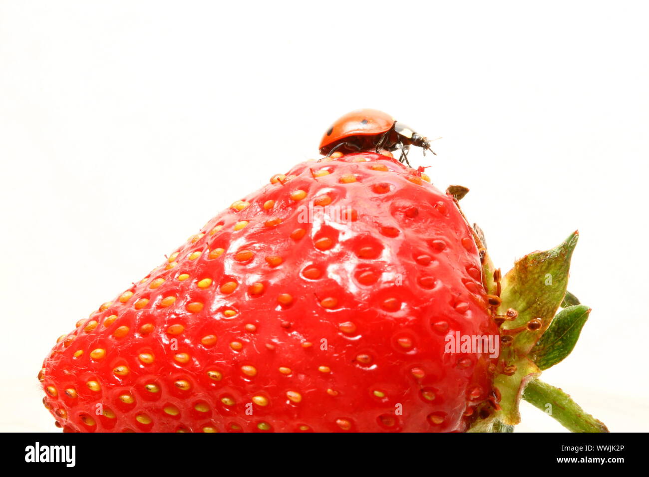 strawberry ladybug gourmet macro close up Stock Photo - Alamy