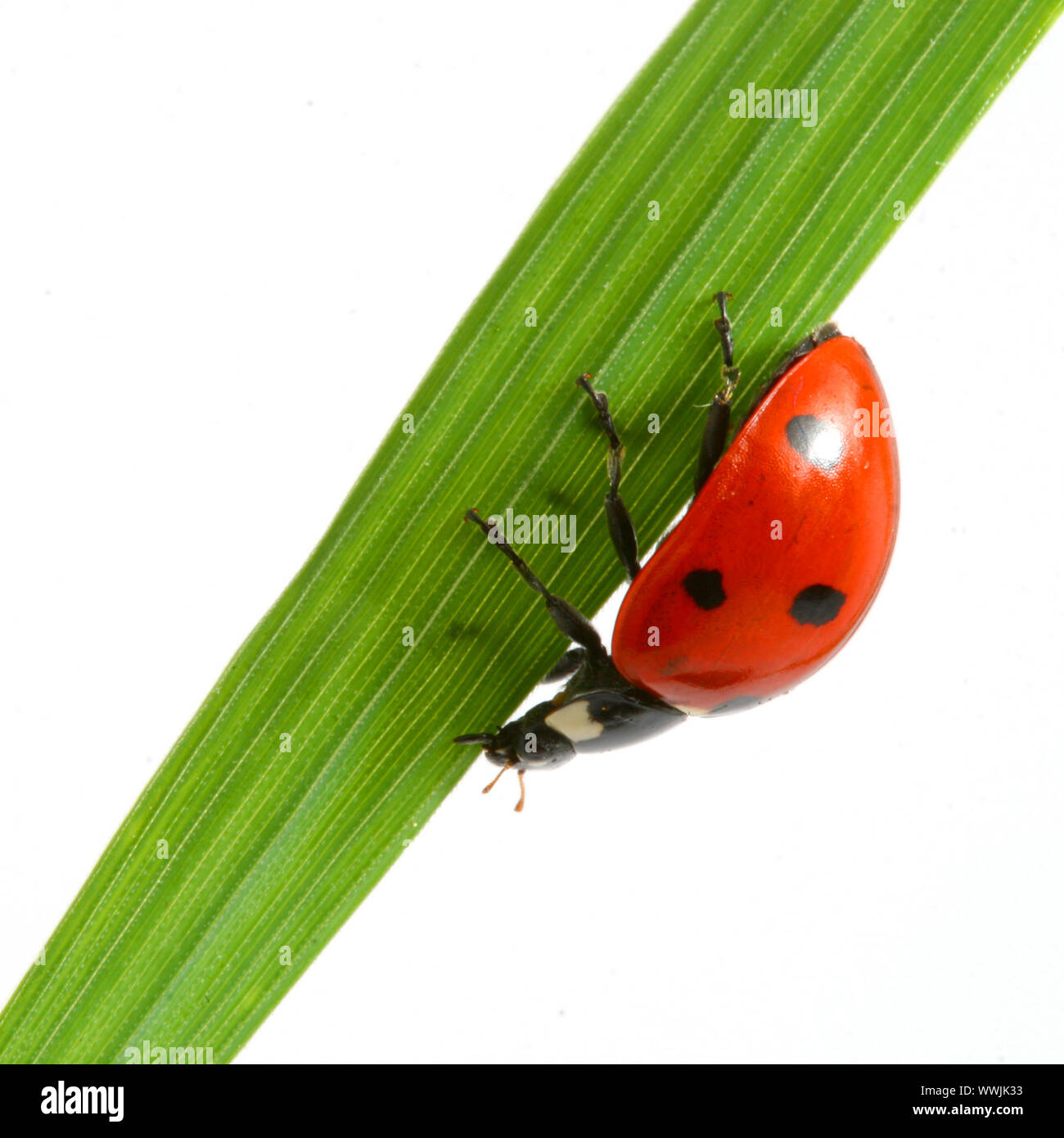 red ladybug on green grass isolated Stock Photo - Alamy