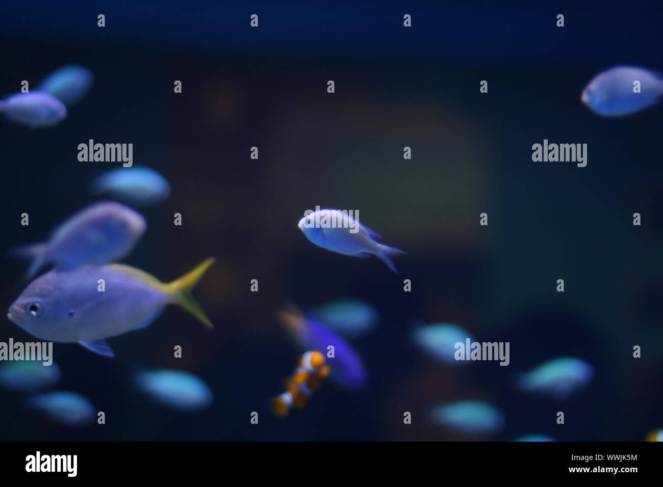Image of aquarium fish hi-res stock photography and images - Alamy