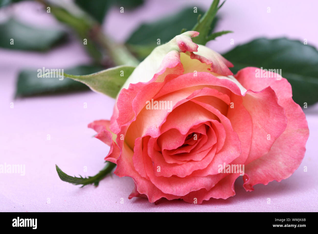 Rose macro hi-res stock photography and images - Alamy
