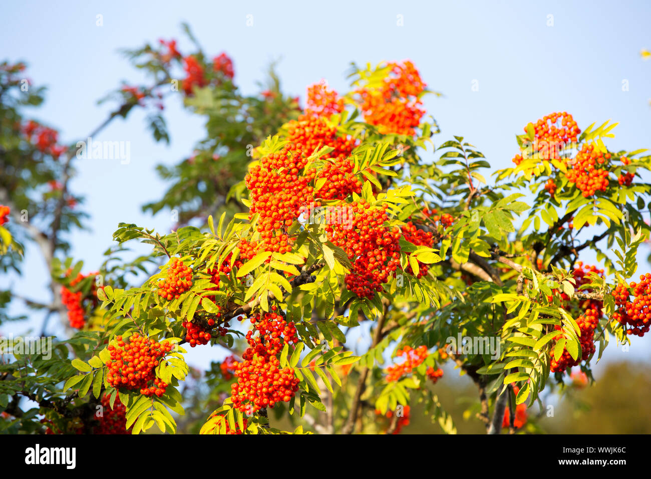Berries on a Rowan tree at sunset, Ambleside, UK Stock Photo - Alamy