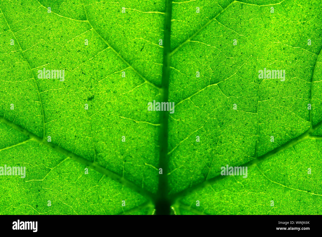 macro green leaf structure background Stock Photo - Alamy