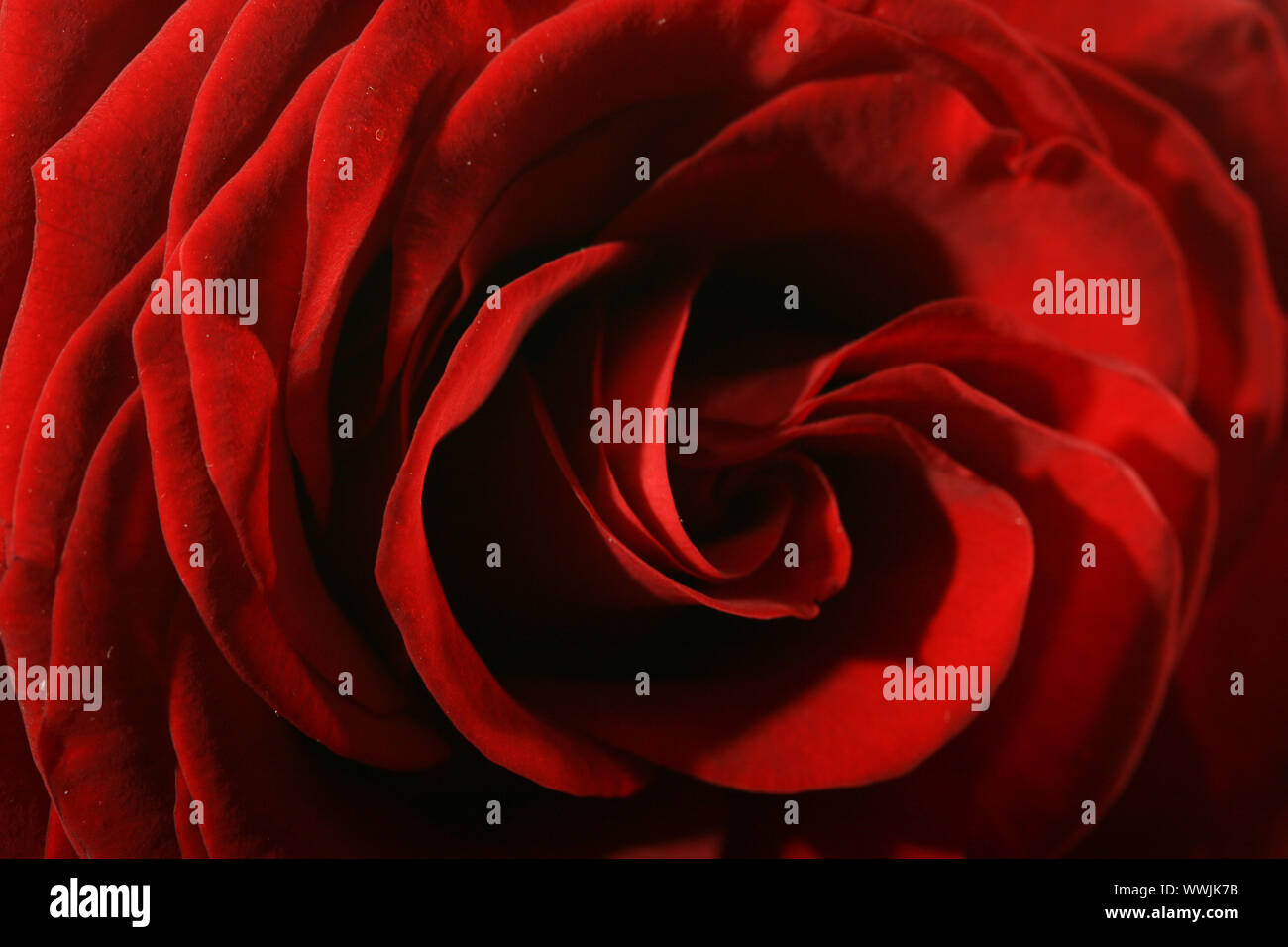 red rose macro Stock Photo - Alamy