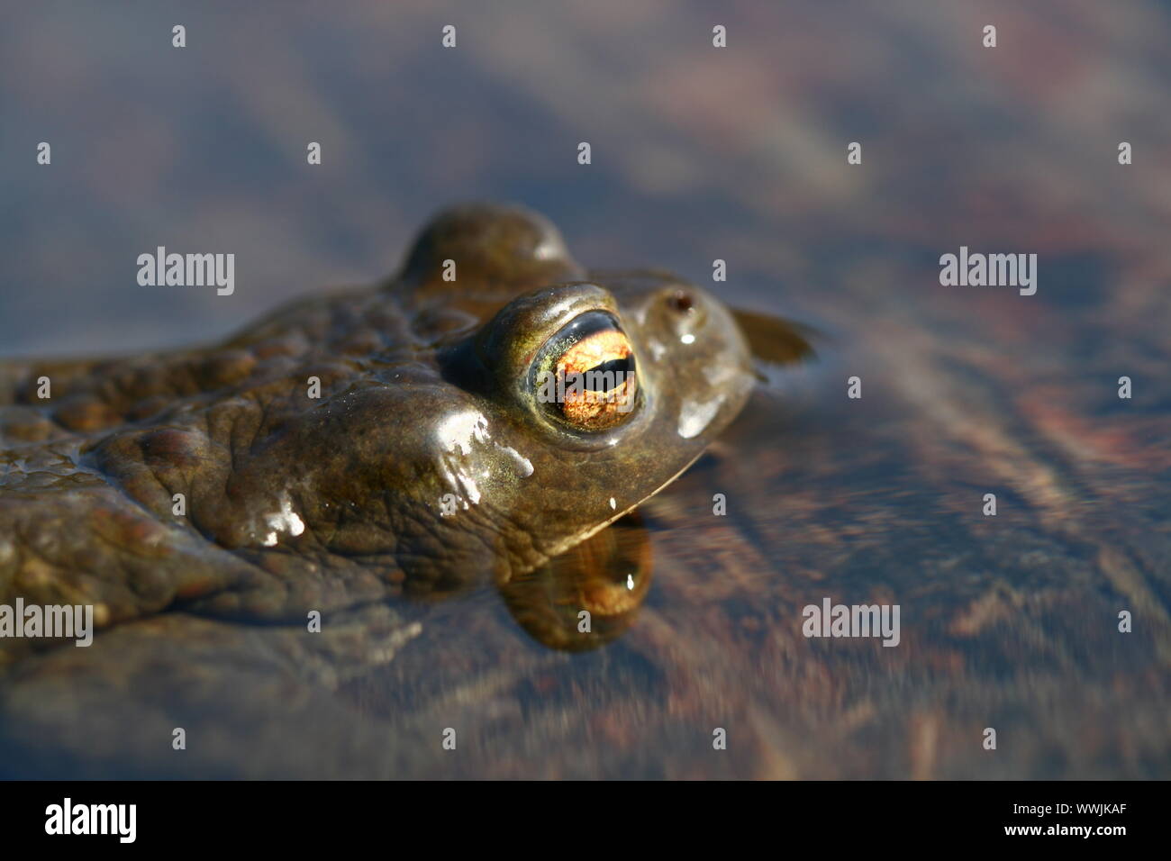 brown funny toad in water Stock Photo - Alamy
