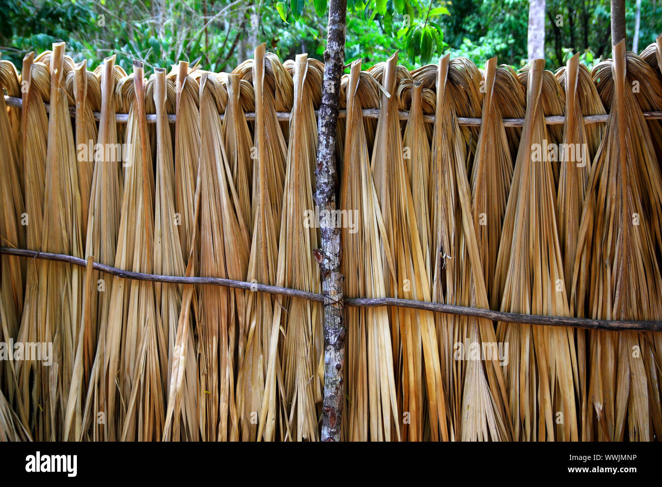 Mayan palm tree leaves wood fence in rainforest Jungle Mexico Stock ...