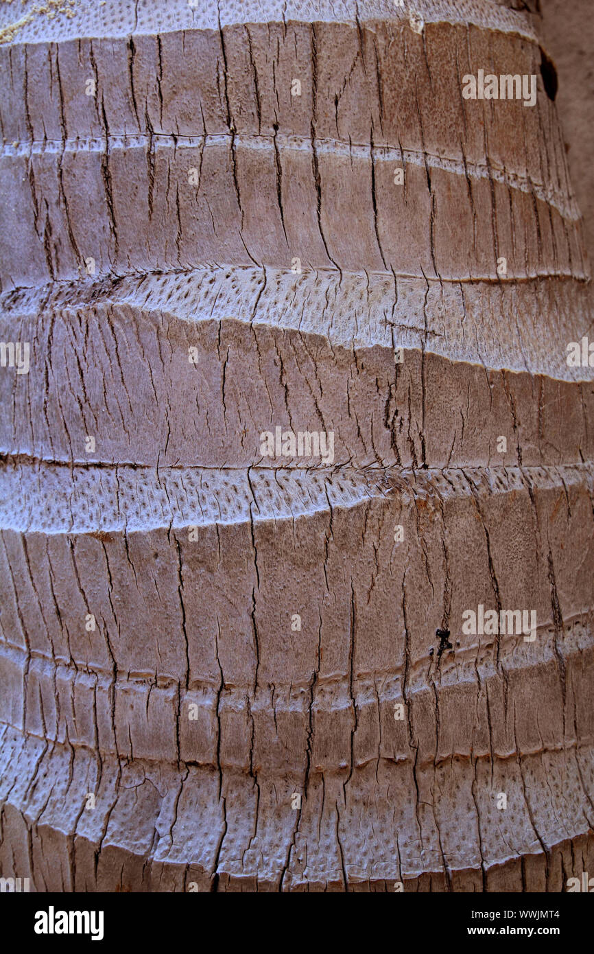 coconut palm tree trunk texture detail in tropical beach Stock Photo ...